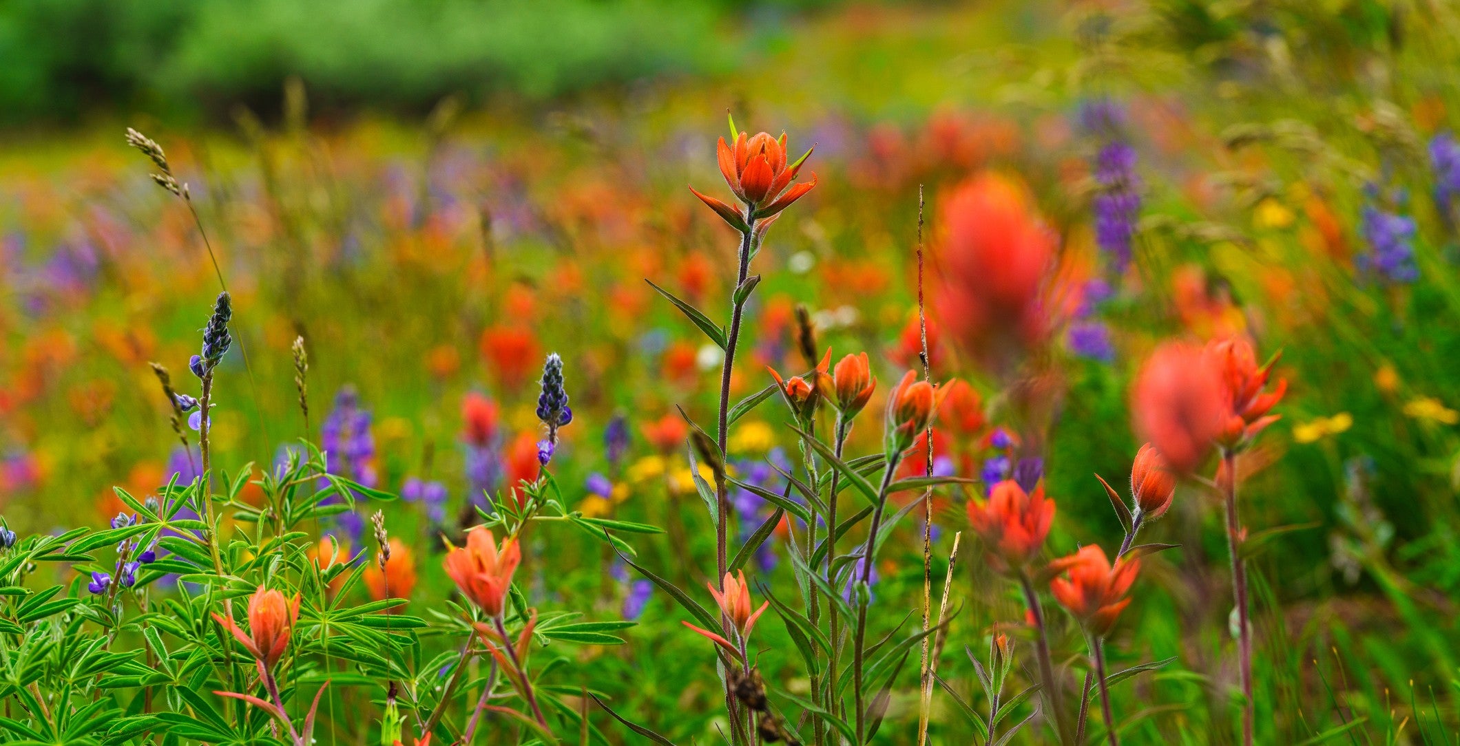 Wildflower Seed Mixes Western Region – Vermont Wildflower Farm