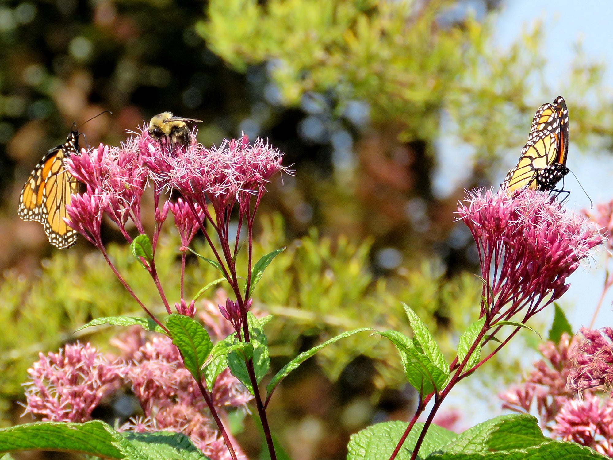 All Seeds for Monarchs & Pollinators – Vermont Wildflower Farm