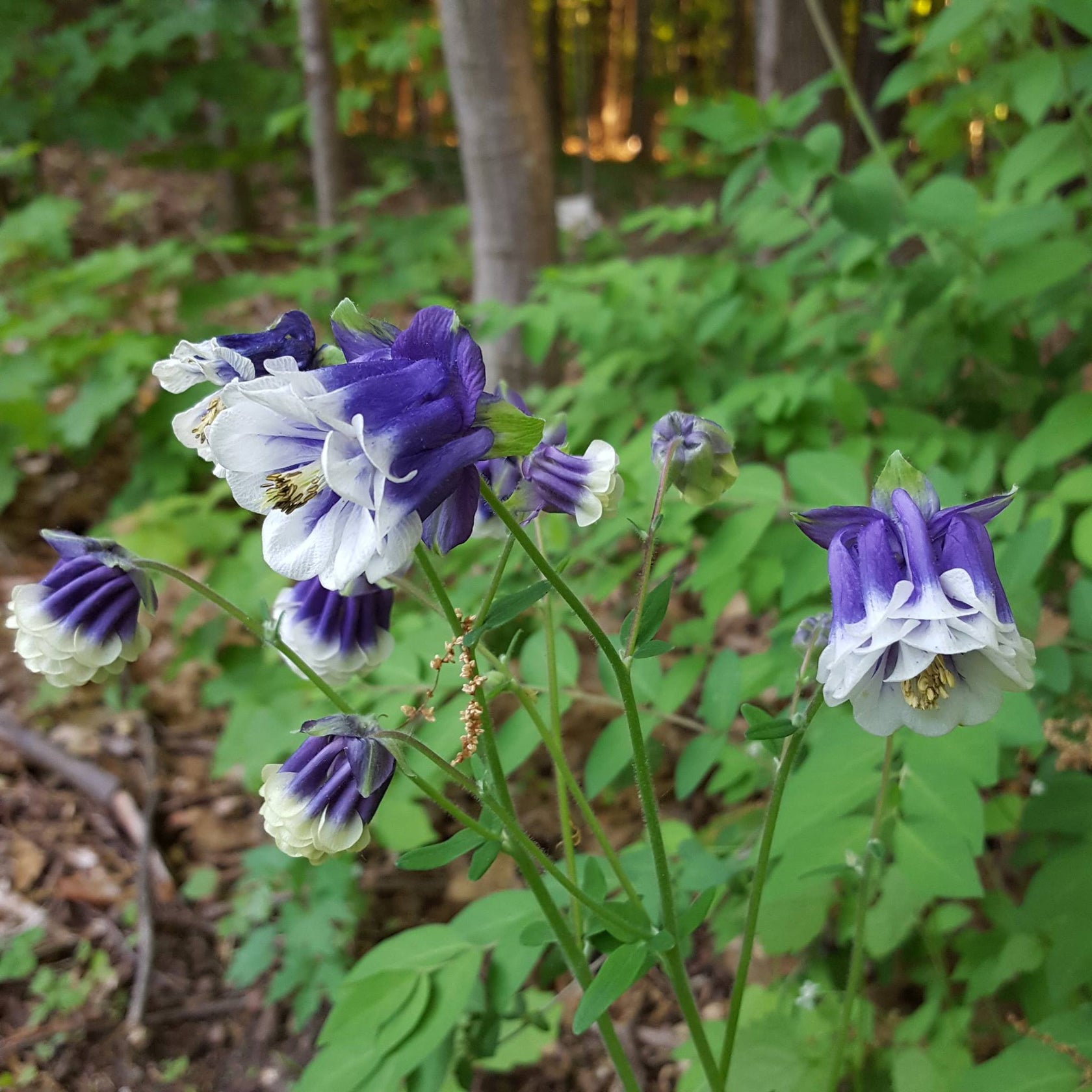 Columbine Dwarf Seeds (Aquilegia vulgaris) – Vermont Wildflower Farm