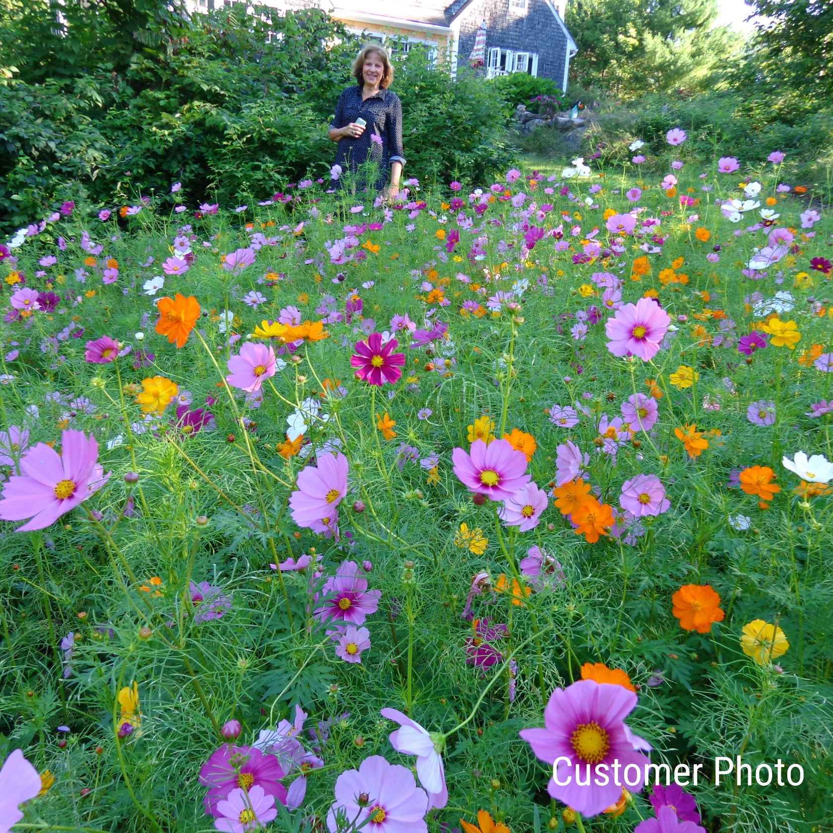 Northeast Wildflower Seed Mix – Vermont Wildflower Farm