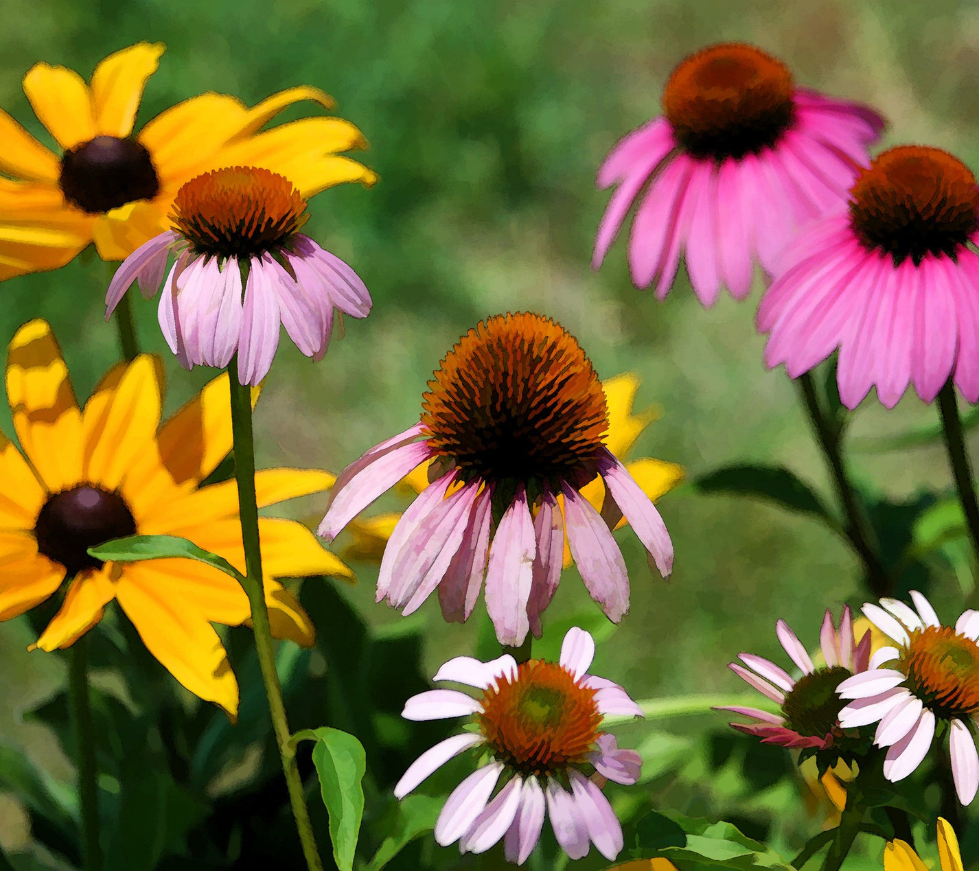 Northeast Native Wildflower Seed Mix – Vermont Wildflower Farm