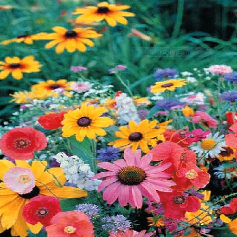 Northeast Wildflower Seed Mix – Vermont Wildflower Farm
