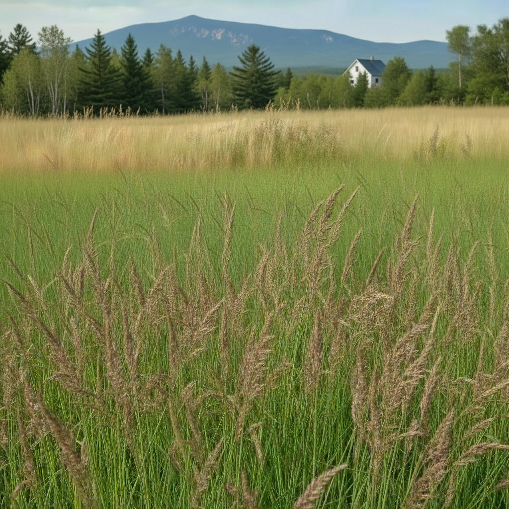 Native Grass Seed Mix – Vermont Wildflower Farm