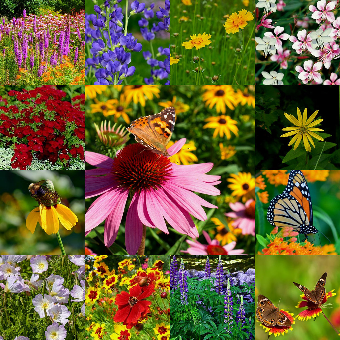 Southeast Native Wildflower Seed Mix – Vermont Wildflower Farm