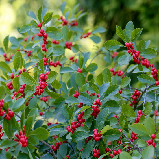 Winterberry Tree Seeds (Ilex verticillata) – Vermont Wildflower Farm
