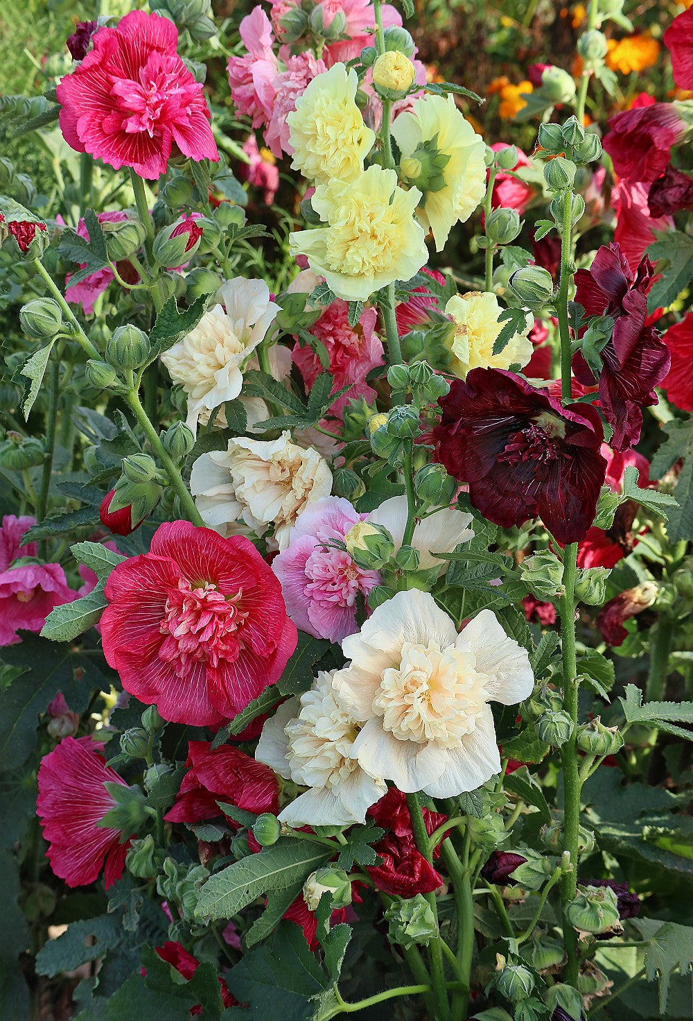 Alcea rosea Charters Mix – Vermont Wildflower Farm