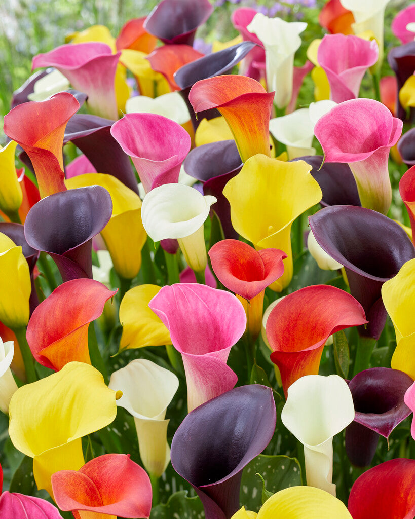 Calla Lily Plant – Mixed Color Elegant Pot Plants Calla Lily Bulbs