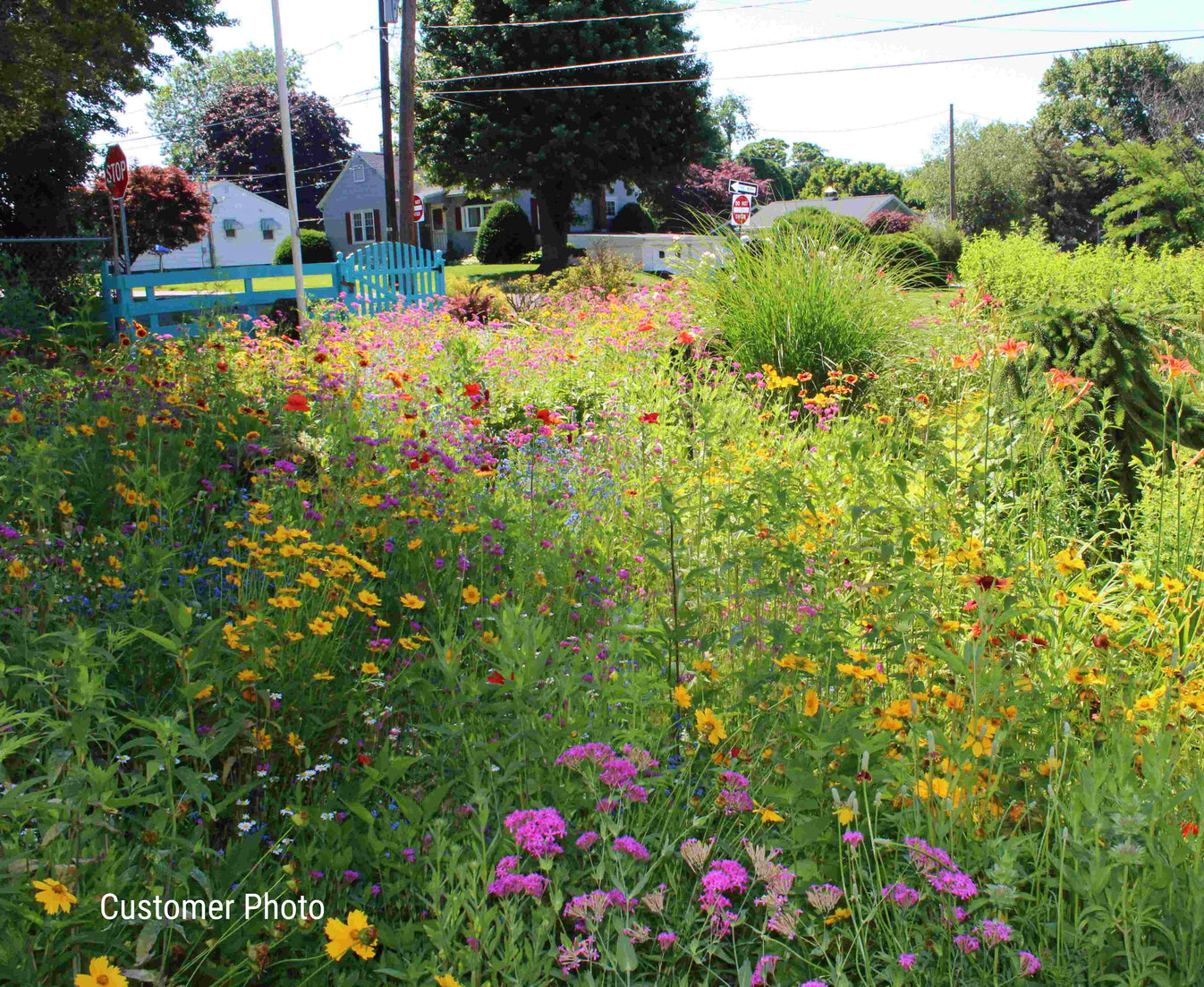 Deluxe Pollinator Wildflower Seed Mix – Vermont Wildflower Farm