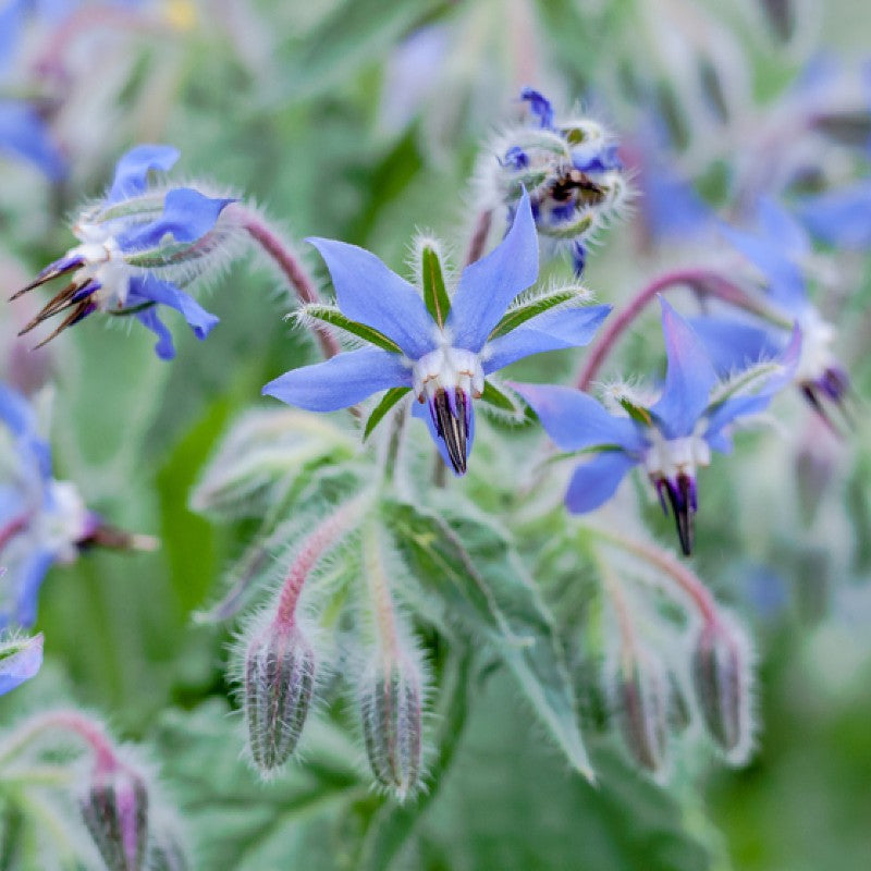 Borage Seeds (Borago officinalis) – Vermont Wildflower Farm
