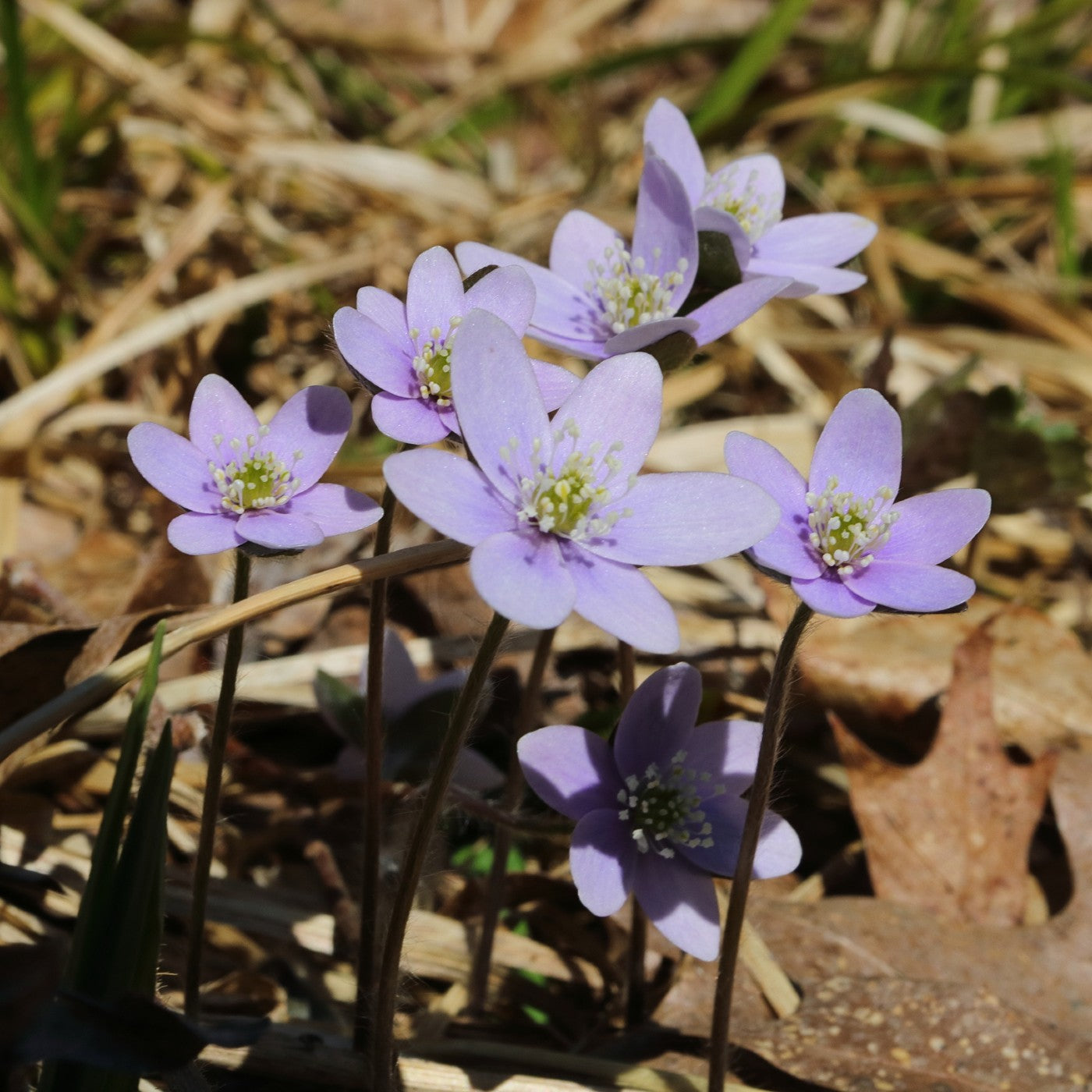 Sharp-lobed Hepatica Seeds (Hepatica acutiloba) – Vermont Wildflower Farm