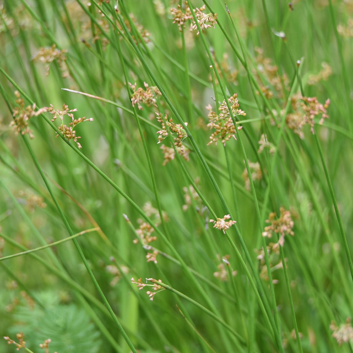 Soft Rush Grass Seeds (Juncus effusus) – Vermont Wildflower Farm