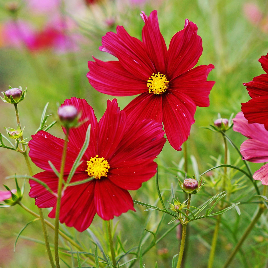 Cosmos Dazzler Seeds (Cosmos bipinnatus) – Vermont Wildflower Farm