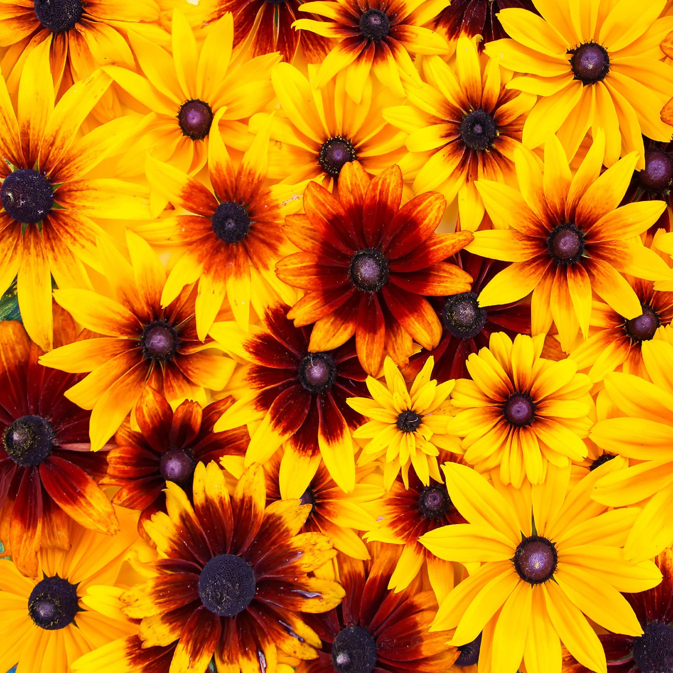 Daisy Gloriosa Seeds (Rudbeckia gloriosa) – Vermont Wildflower Farm