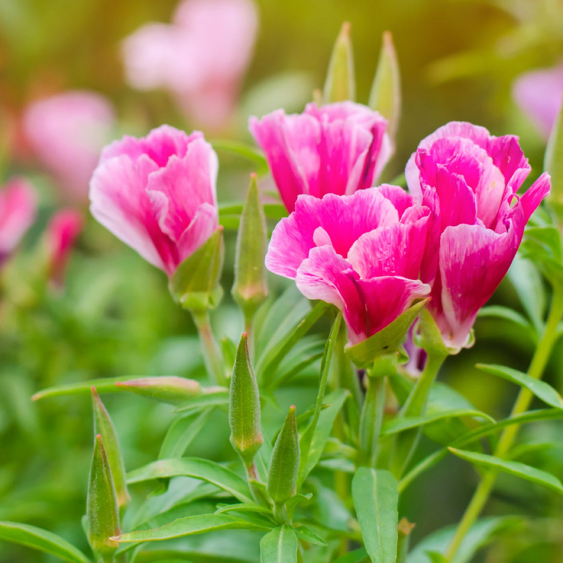 Godetia Seeds (Clarkia amoena) – Vermont Wildflower Farm