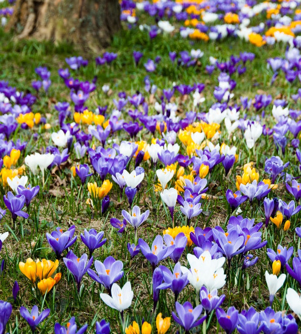 Value Bag - Crocus 'Large Flowering Mix' – Vermont Wildflower Farm
