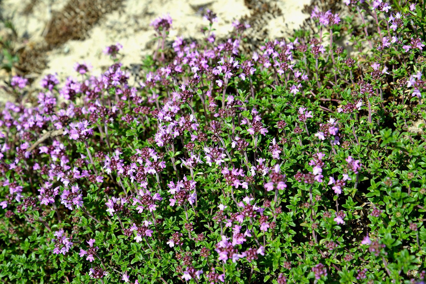 Creeping Thyme Seeds Thymus Serpyllum Vermont Wildflower Farm Creeping Thyme Seeds Thymus Serpyllum Vermont Wildflower Farm