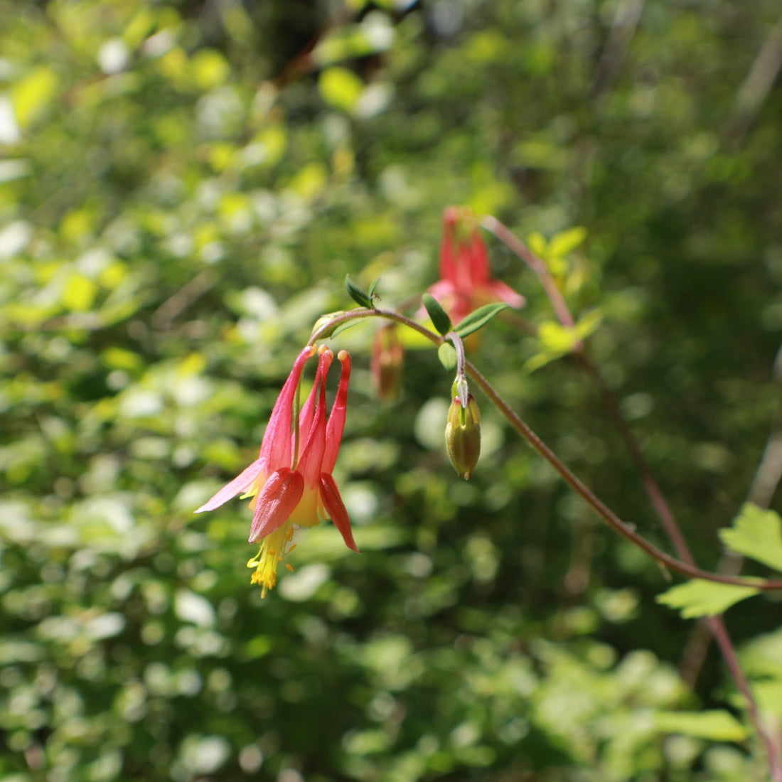 Columbine Eastern Red Seeds (Aquilegia canadensis) – Vermont Wildflower ...