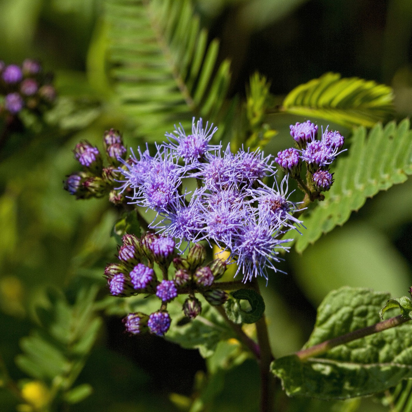 Mistflower Seeds (Eupatorium coelestinum) – Vermont Wildflower Farm