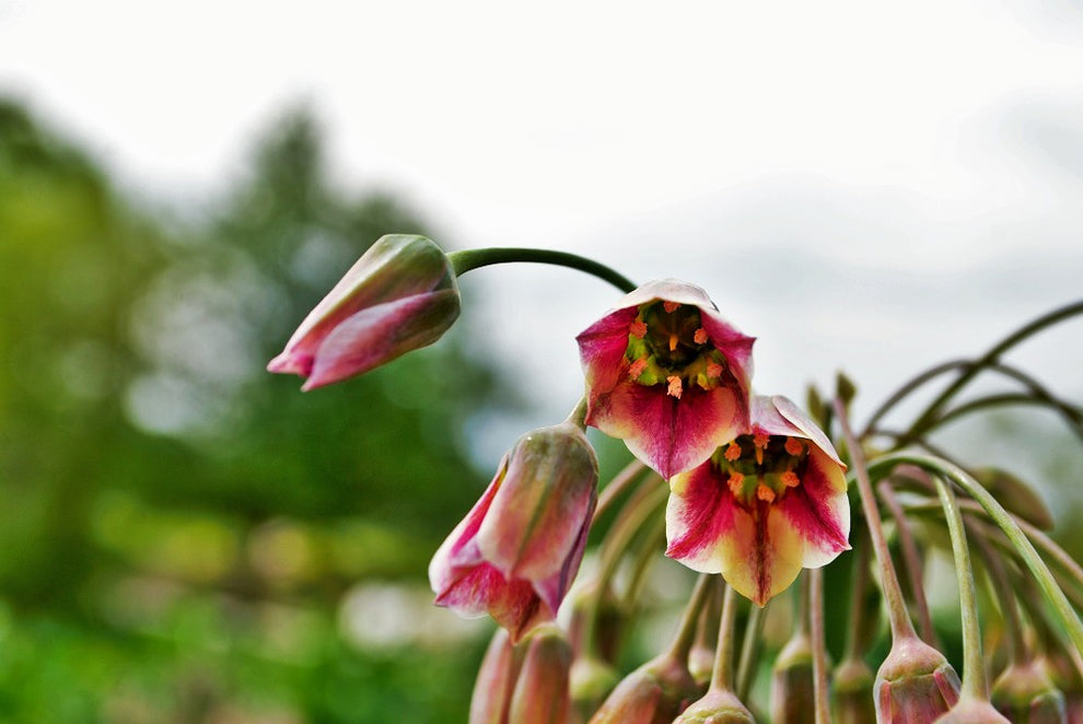 Allium Bulbs 'Mediterranean Bells' – Vermont Wildflower Farm