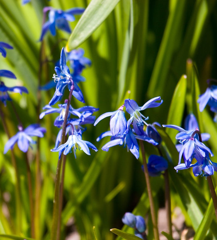 Siberian Squill – Vermont Wildflower Farm