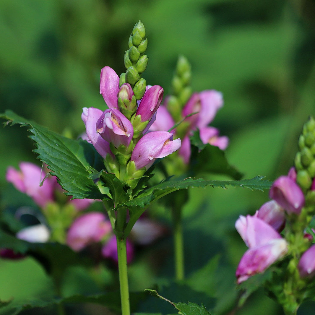 Vermont Wildflower Farm