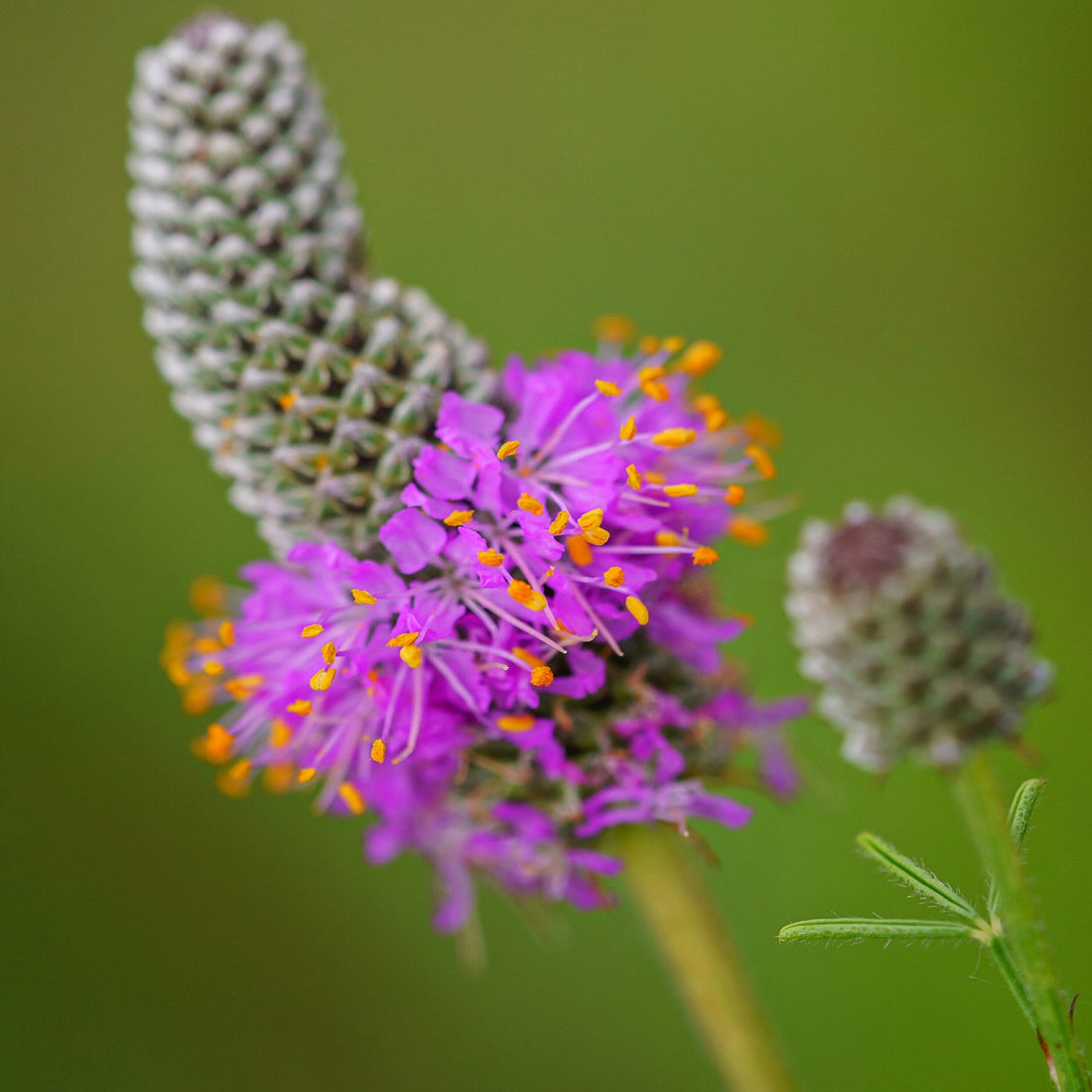 Clover Purple Prairie Seeds (Dalea purpurea) – Vermont Wildflower Farm