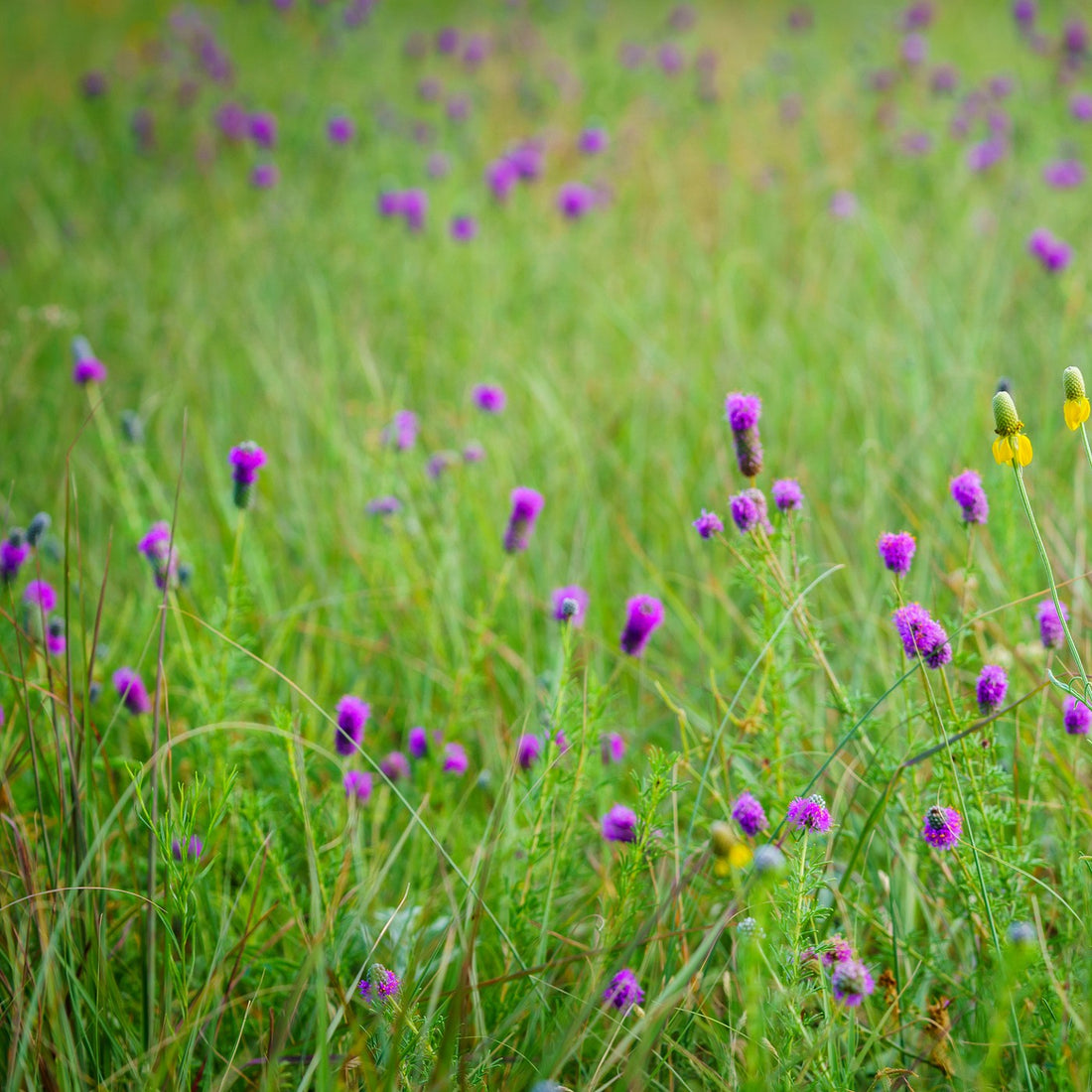 Clover Purple Prairie Seeds (Dalea purpurea) – Vermont Wildflower Farm