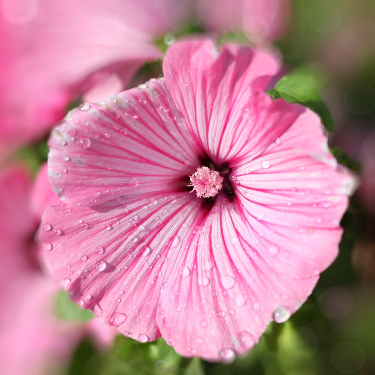 Rose Mallow Seeds (Lavatera trimestris) – Vermont Wildflower Farm