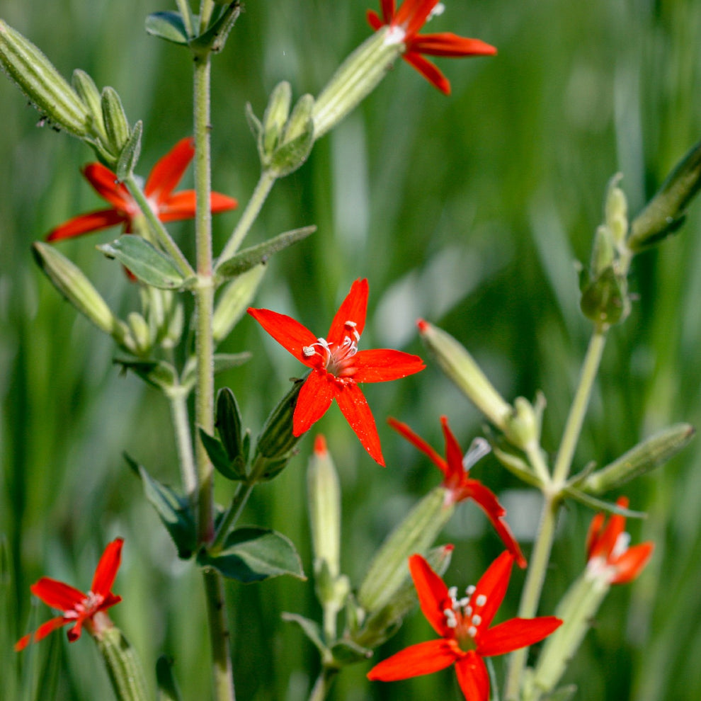 Royal Catchfly Seeds (Silene regia) – Vermont Wildflower Farm