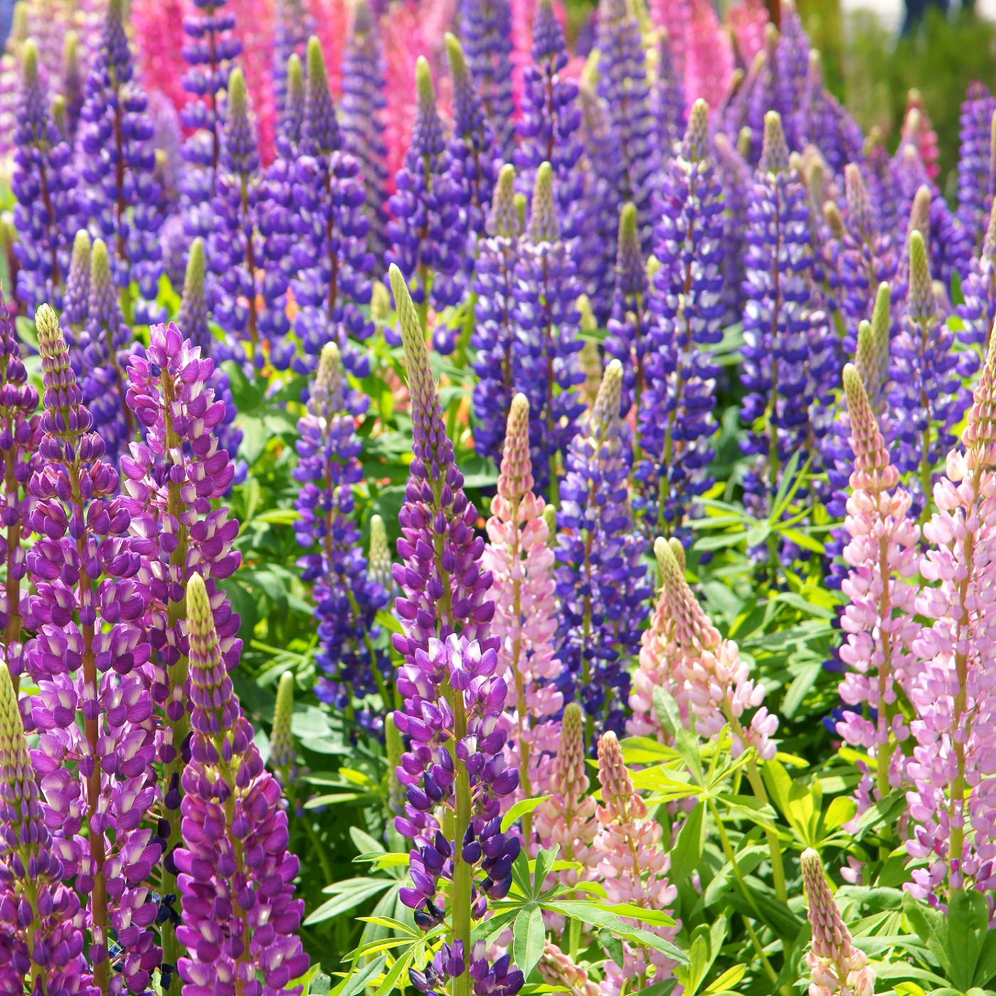Lupine Russell Seeds (Lupinus polyphyllus) – Vermont Wildflower Farm