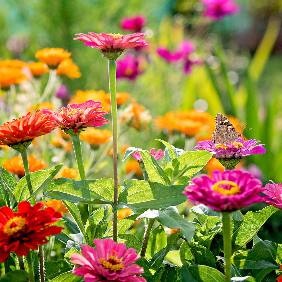 Zinnia Color Mix Seeds (Zinnia elegans) – Vermont Wildflower Farm