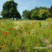 Dry Area Wildflower Seed Mix – Vermont Wildflower Farm
