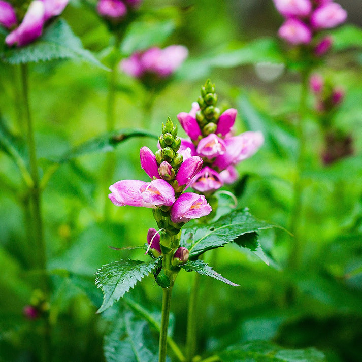 Chelone 'rosea' (Turtlehead) – Vermont Wildflower Farm