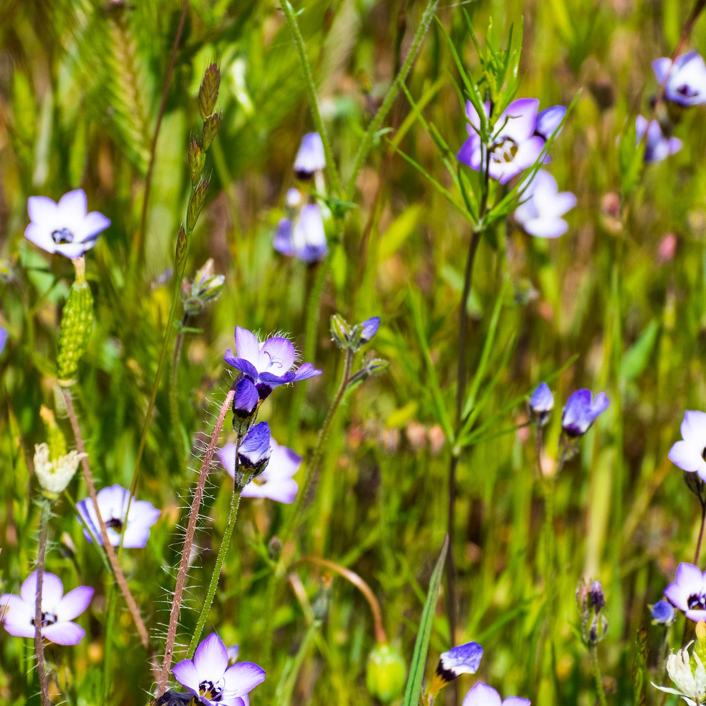 Bird's Eyes Seeds (Gilia tricolor) – Vermont Wildflower Farm