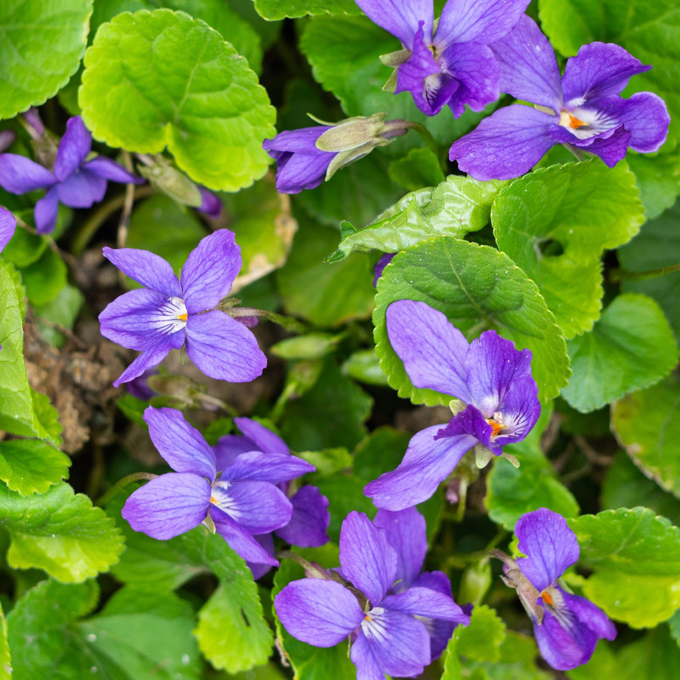 Violet - Common Blue Seeds (Viola sororia) – Vermont Wildflower Farm