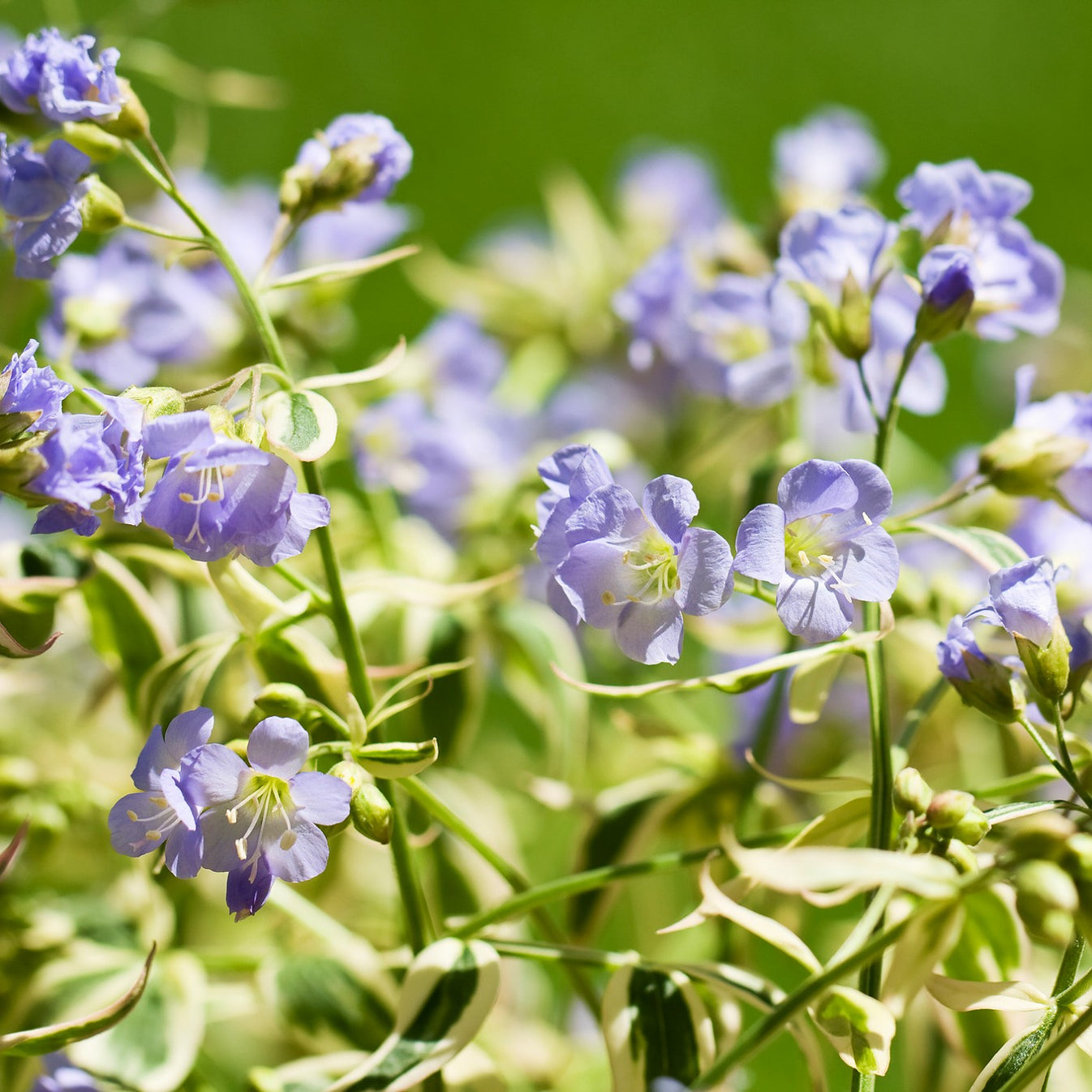Jacob's Ladder Seeds (Polemonium reptans) – Vermont Wildflower Farm