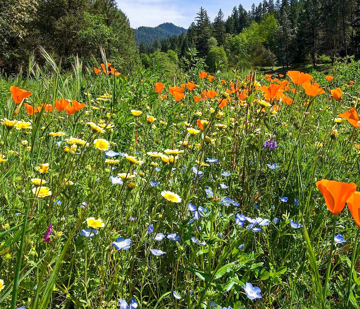 Pacific Northwest Wildflower Seed Mix – Vermont Wildflower Farm