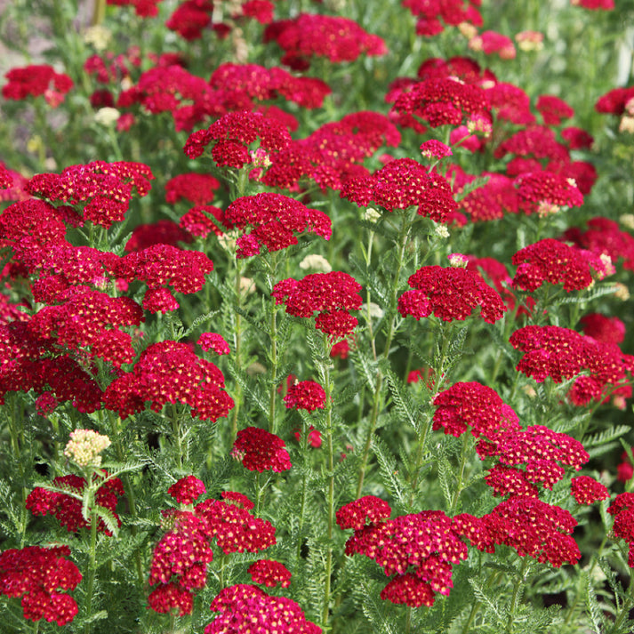 Yarrow Red Seeds (Achillea millefolium rubra) – Vermont Wildflower Farm
