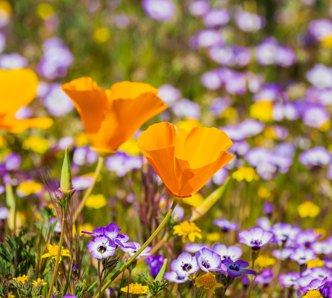 Native Wildflower Seed Mixes – Vermont Wildflower Farm