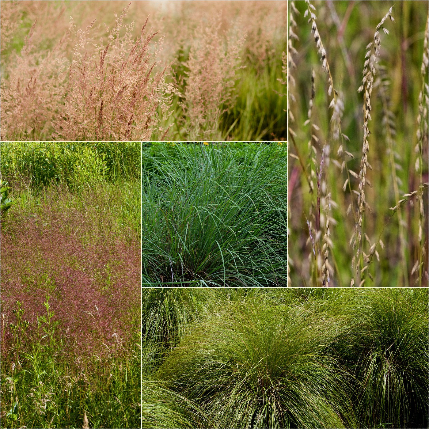 Native Short Grass Mix – Vermont Wildflower Farm