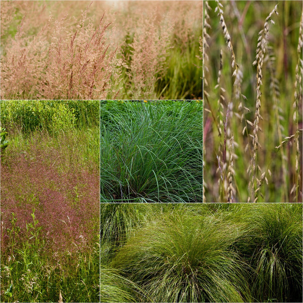 Native Short Grass Mix – Vermont Wildflower Farm