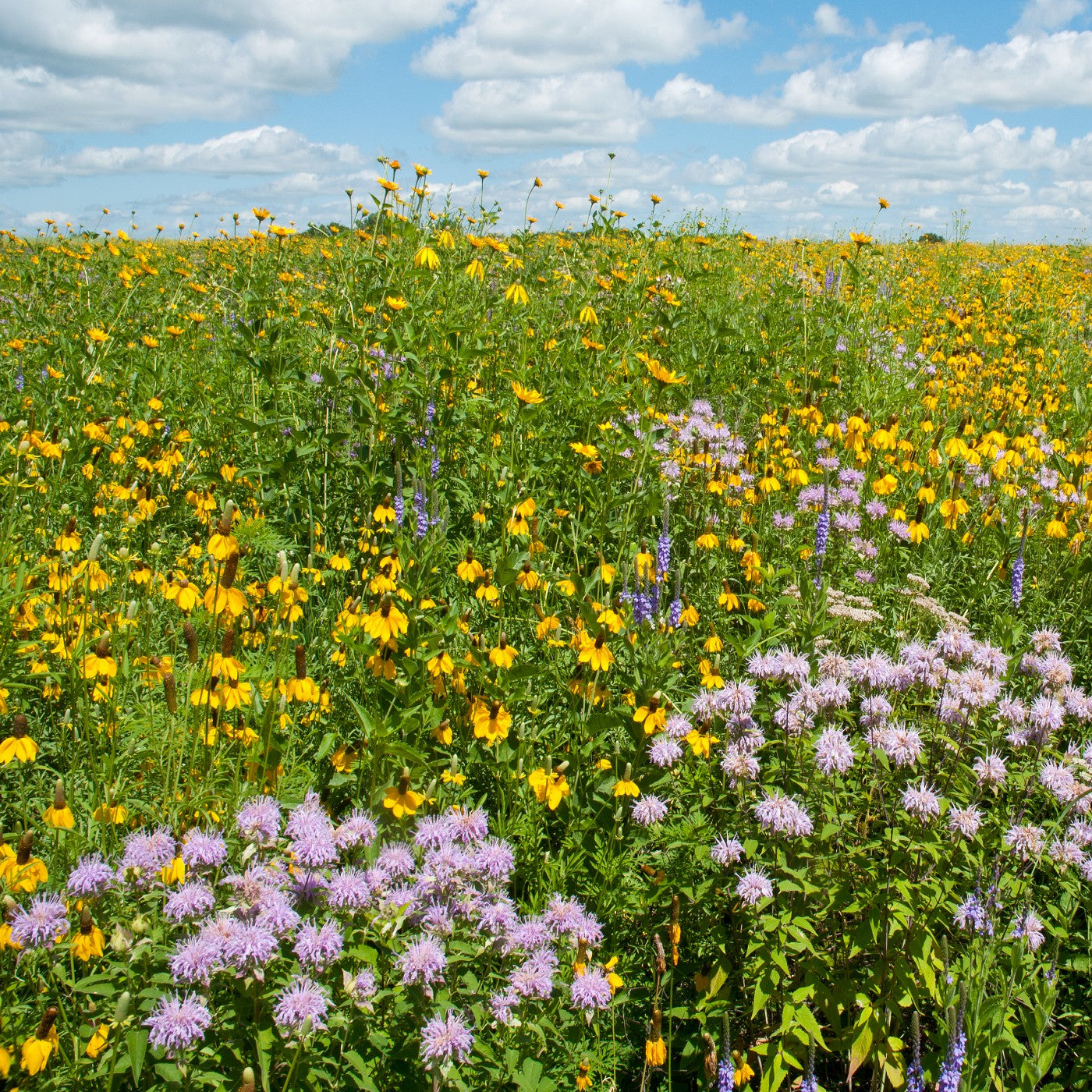 Native Medley Wildflower & Grass Seed Mix – Vermont Wildflower Farm