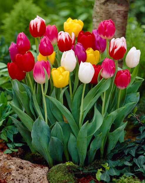 Value Bag - Tulip 'Rainbow Mix' – Vermont Wildflower Farm