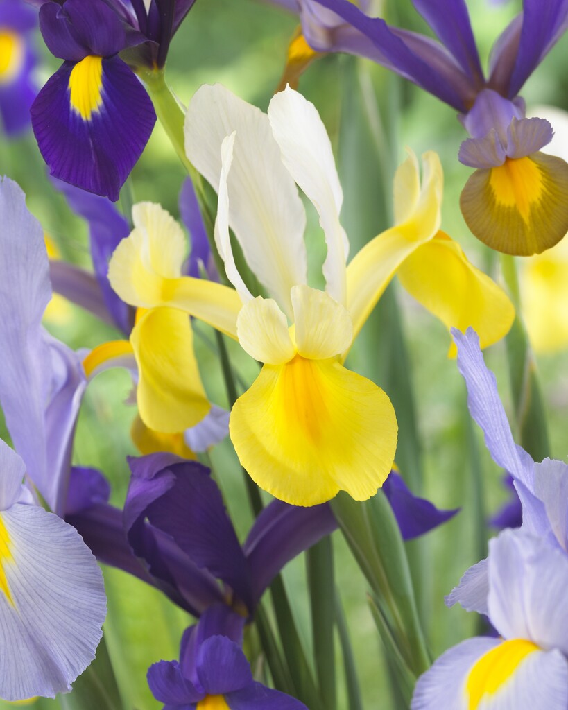 Dutch Iris Blend – Vermont Wildflower Farm