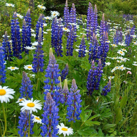 Favorite Meadow Wildflower Seed Mix – Vermont Wildflower Farm