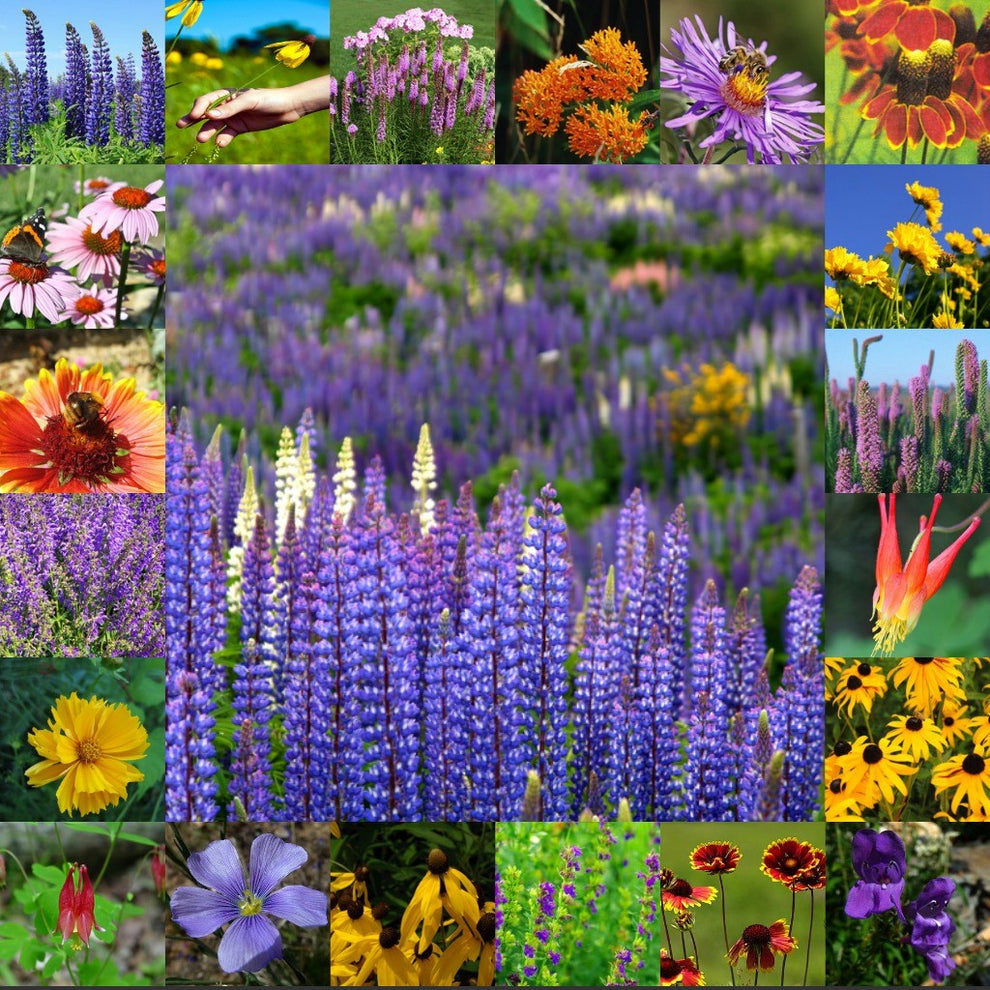 Native Perennial Wildflower Seed Mix – Vermont Wildflower Farm