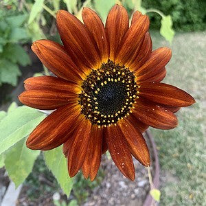Sunflower Earthwalker Seeds (Helianthus annuus) – Vermont Wildflower Farm
