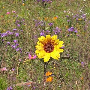 Sunflower Dwarf Sunspot Seeds (Helianthus annuus) – Vermont Wildflower Farm