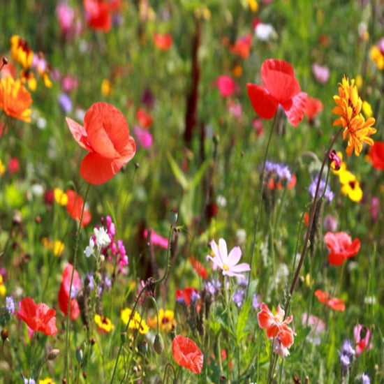 Northeast Wildflower Seed Mix – Vermont Wildflower Farm