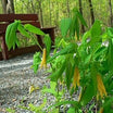 Merrybell Seeds (Uvularia grandiflora) – Vermont Wildflower Farm